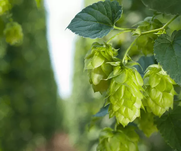 Hopfen für unser Bier | Flens.de